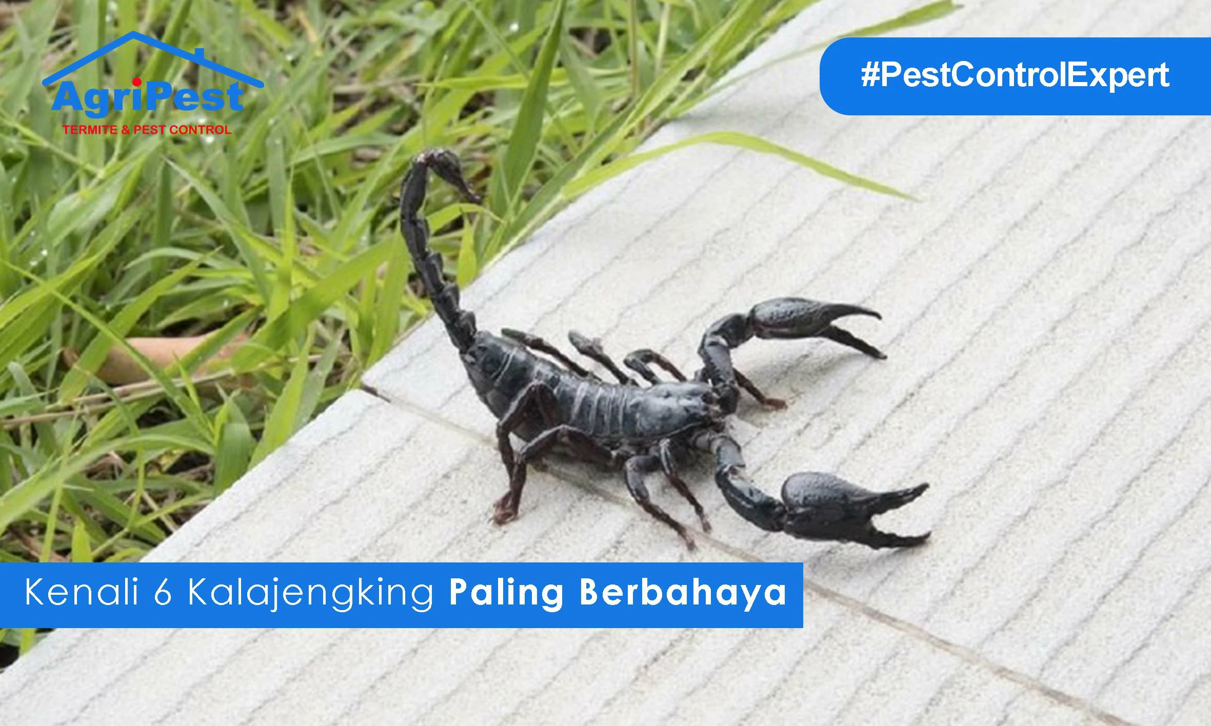 Kenali 6 Spesies Kalajengking Paling Berbahaya - AgriPest